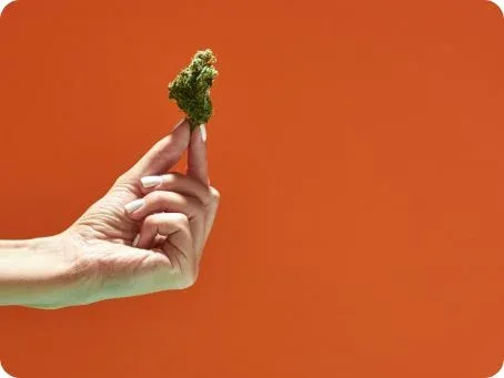 Was ist CBG? Wirkung, Anwendung und Rechtslage im Überblick