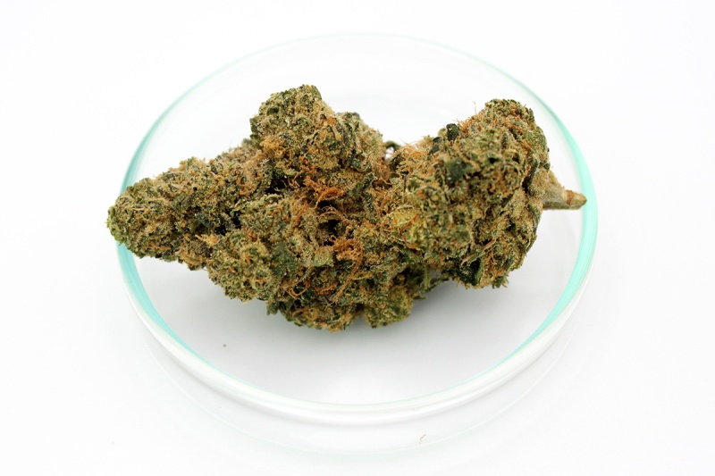 Pedanios 31/1 PND-CA: Pink Diesel | Cannabis Plattform Grünhorn