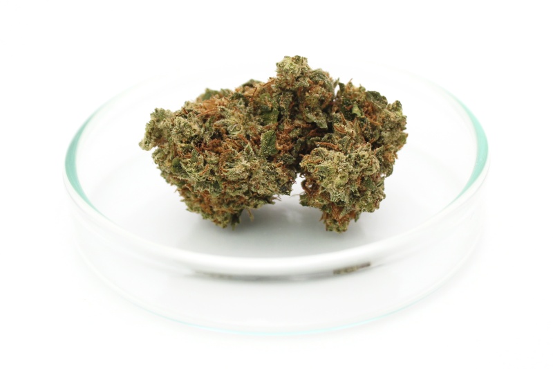 Pedanios 22/1: Ghost Train Haze | Grünhon Cannabis Plattform